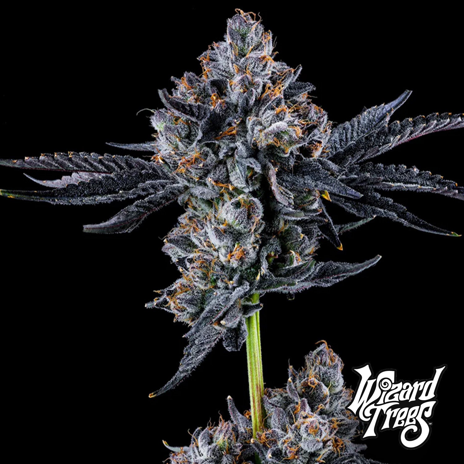 Wizard Trees – Hochwertige Cannabis-Samen – House of Seeds