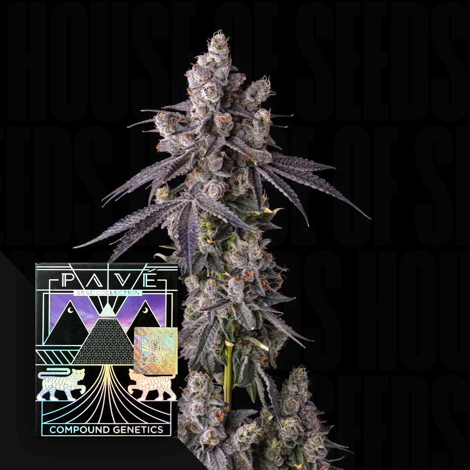 Compound Genetics "Mora Azul" - order cannabis seeds – House of Seeds