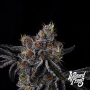 Wizard Trees – Hochwertige Cannabis-Samen – House of Seeds