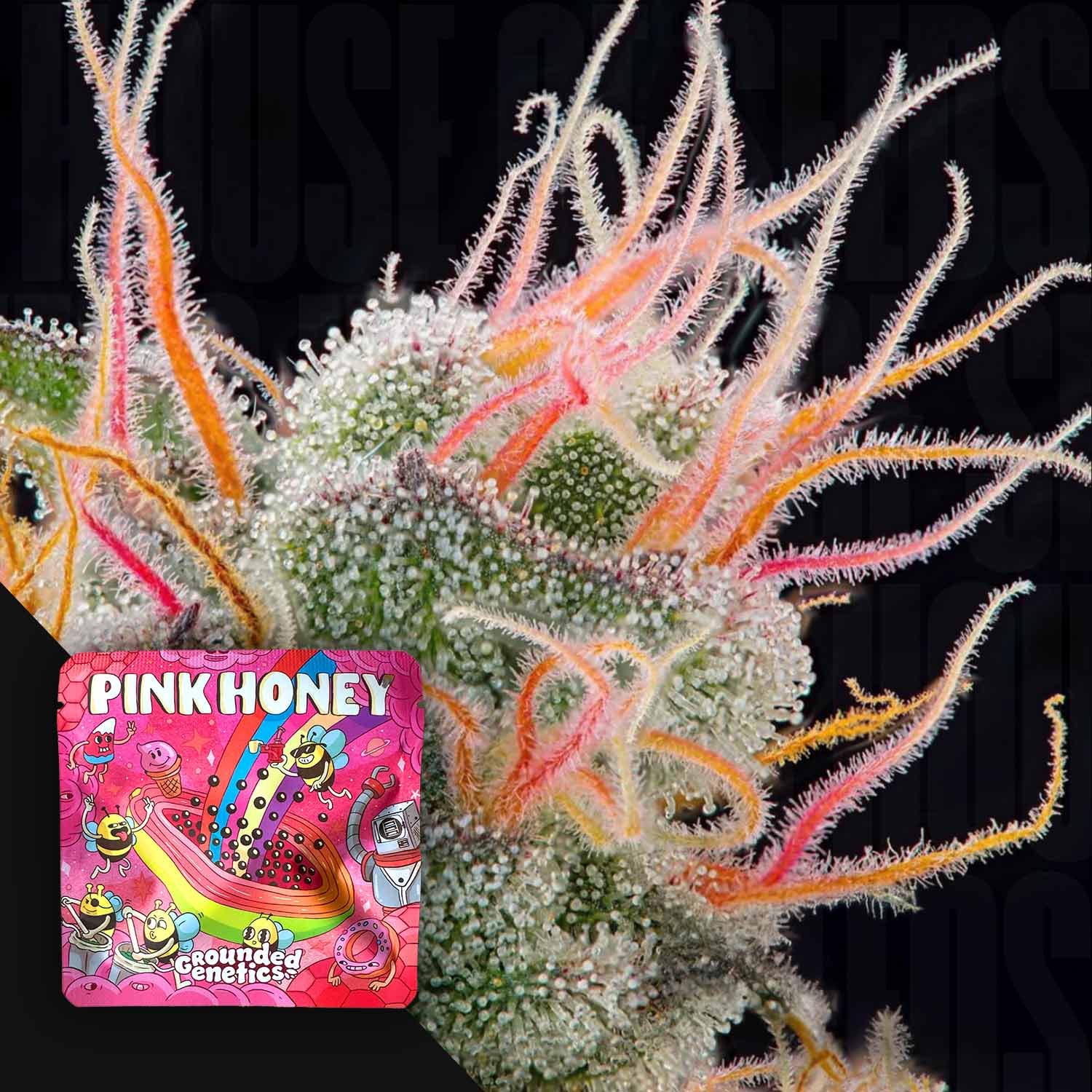 Grounded Genetics "Pink Honey" - Cannabis Samen kaufen – House of Seeds