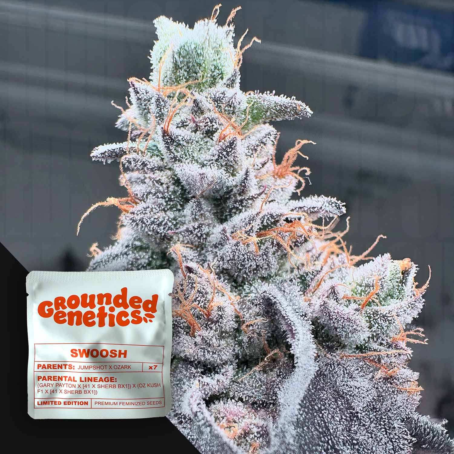 Grounded Genetics "Swoosh" - Cannabis Samen kaufen – House of Seeds