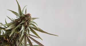 Wizard Trees – Hochwertige Cannabis-Samen – House of Seeds