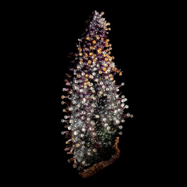 Nigiri Cannabis Samen von Grounded Genetics – House of Seeds